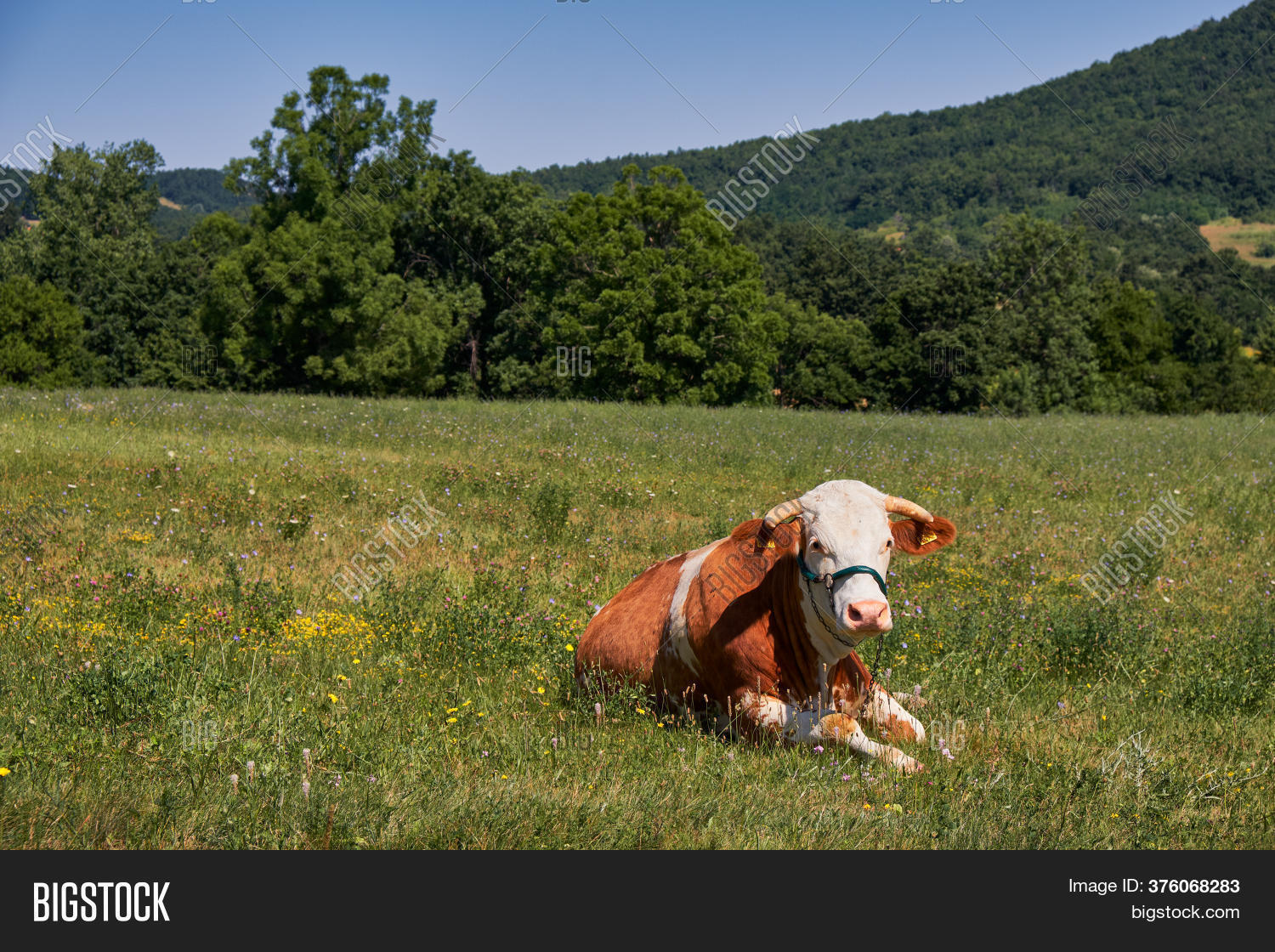 Brown Spotted Cow Image & Photo (Free Trial) | Bigstock