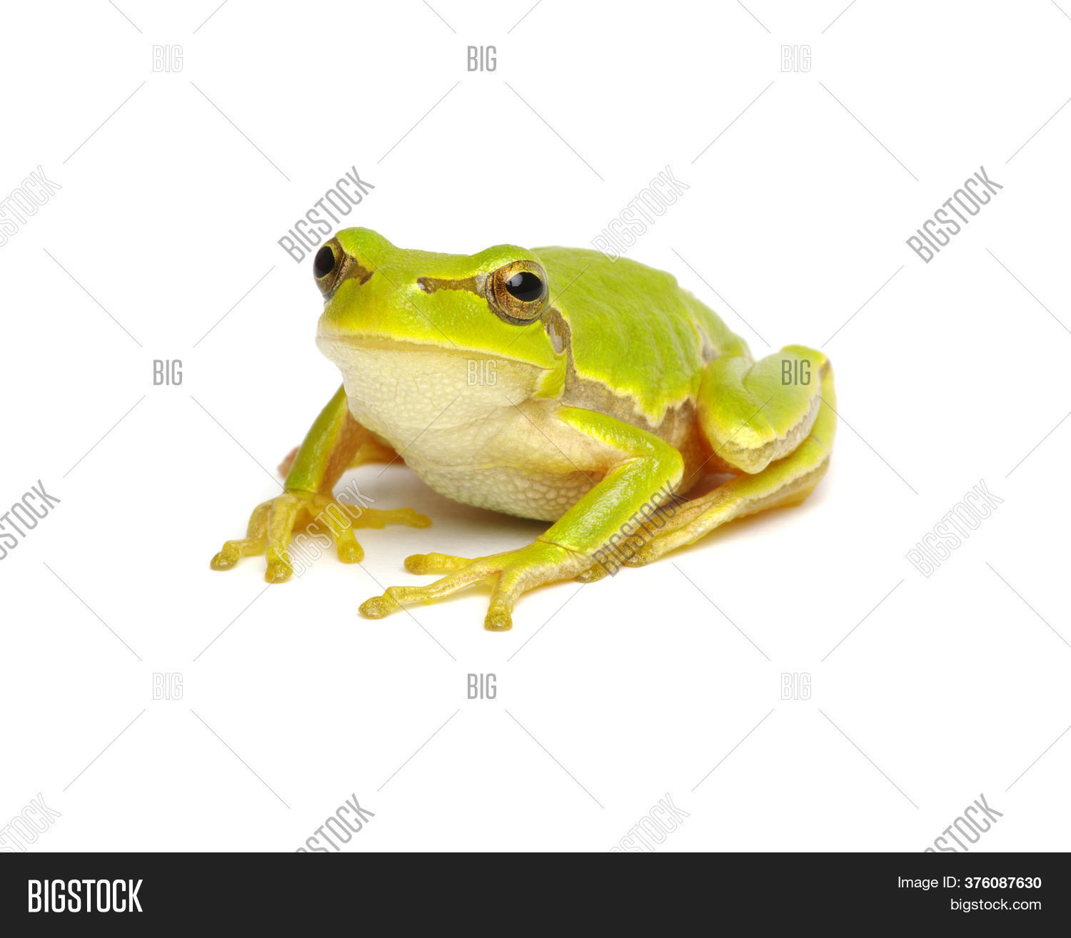 Green Tree Frog Image & Photo (Free Trial) | Bigstock