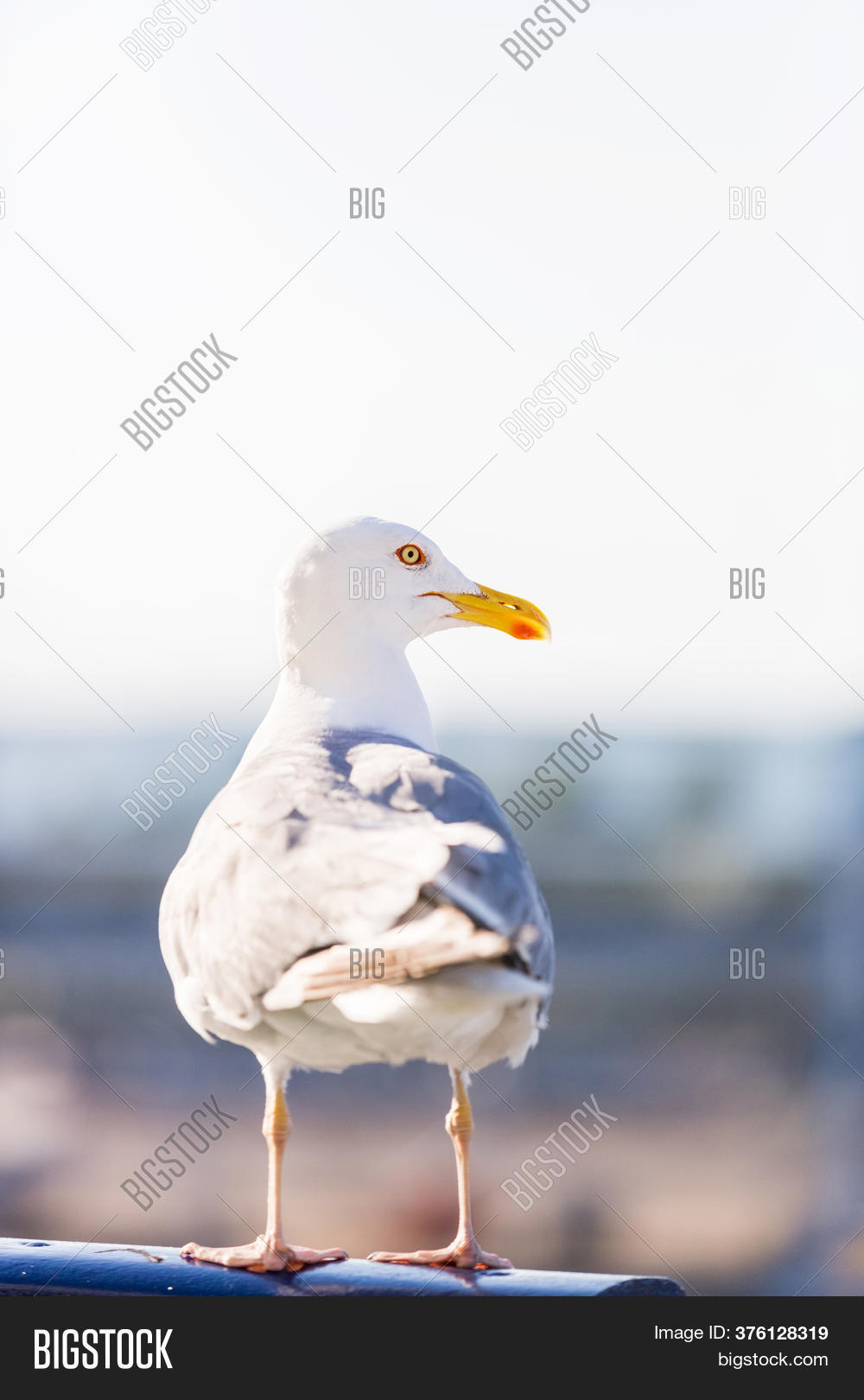 Seagull Profile. Sea Image & Photo (Free Trial) | Bigstock