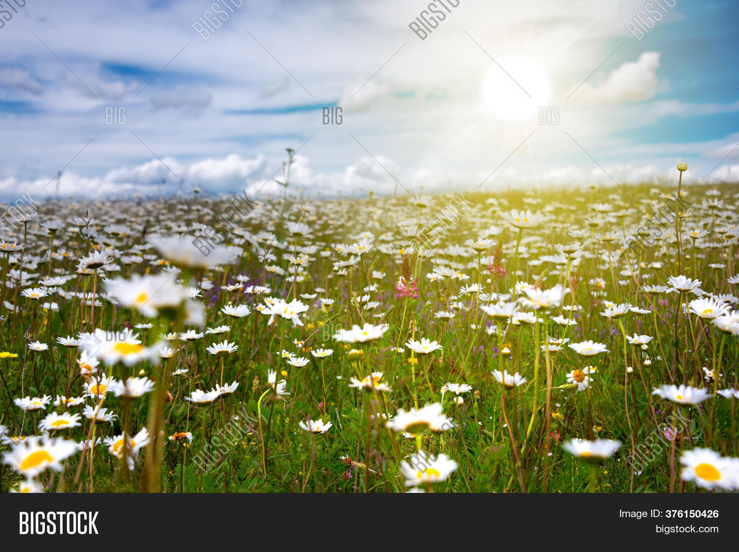Field Daisies Sunlight Image & Photo (Free Trial) | Bigstock