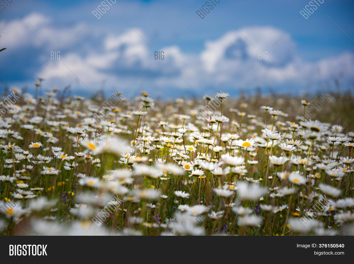Field Daisies Sunlight Image & Photo (Free Trial) | Bigstock