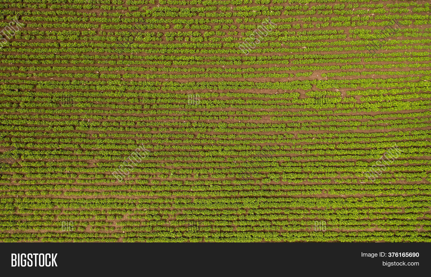 Corn Field Top View. Image & Photo (Free Trial) | Bigstock