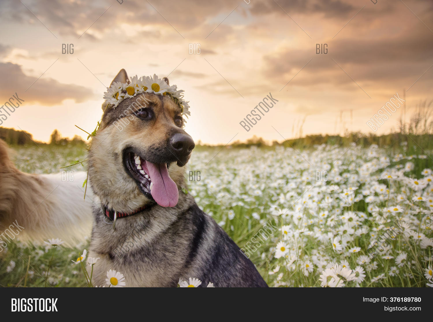 Dog On Walk Summer On Image & Photo (Free Trial) | Bigstock