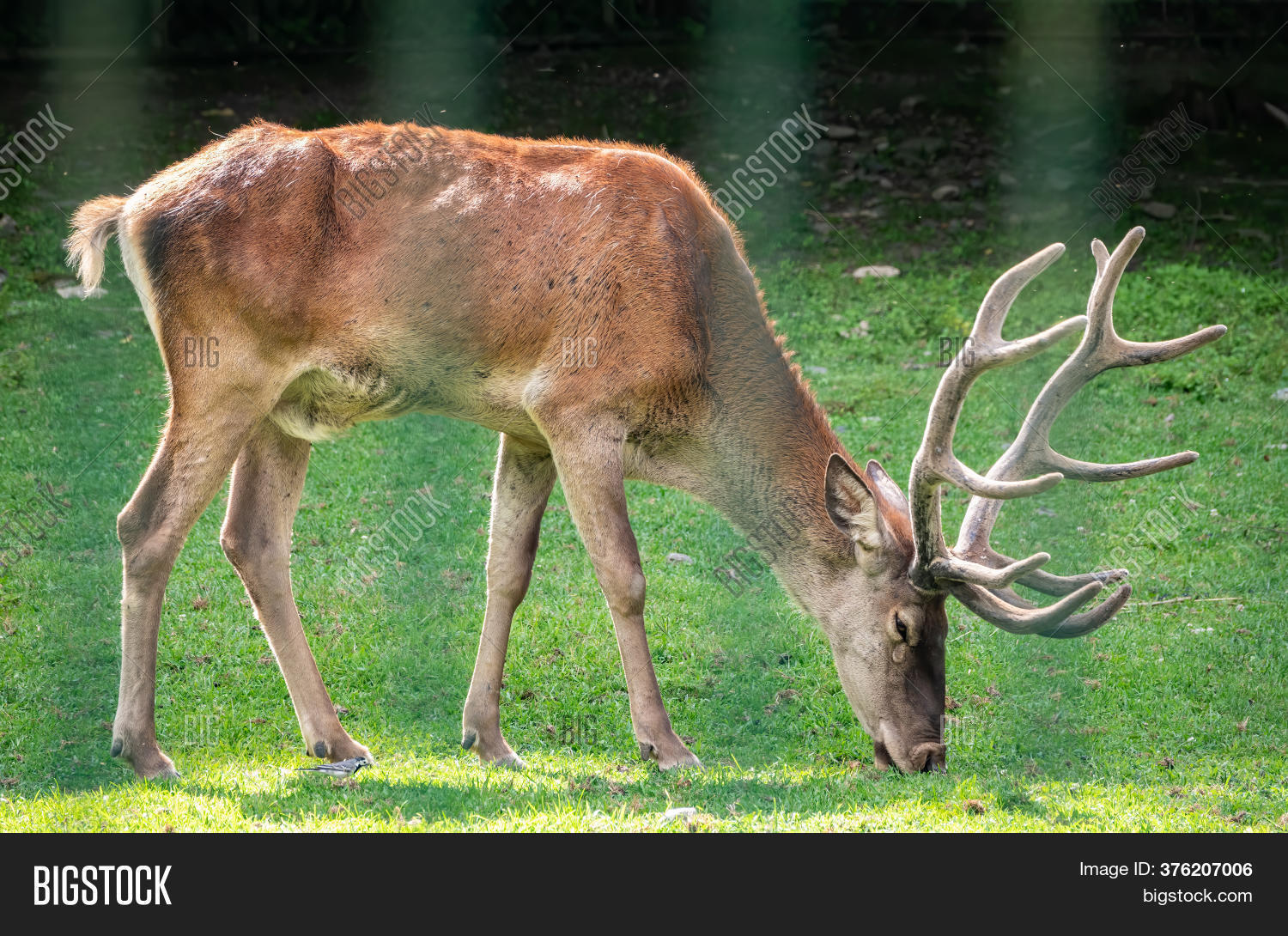 Red Deer Big Horns Image & Photo (Free Trial) | Bigstock