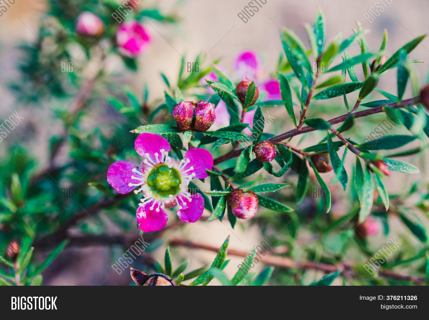 Pink Tea Tree Plant Image & Photo (Free Trial) | Bigstock