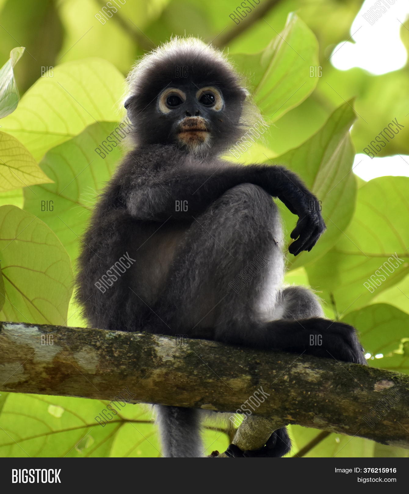 Beautiful Young Langur Image & Photo (Free Trial) | Bigstock
