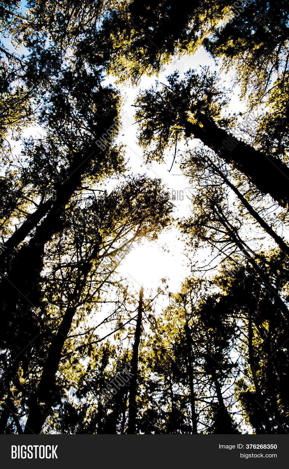 Pine Forest Near Ooty Image & Photo (Free Trial) | Bigstock