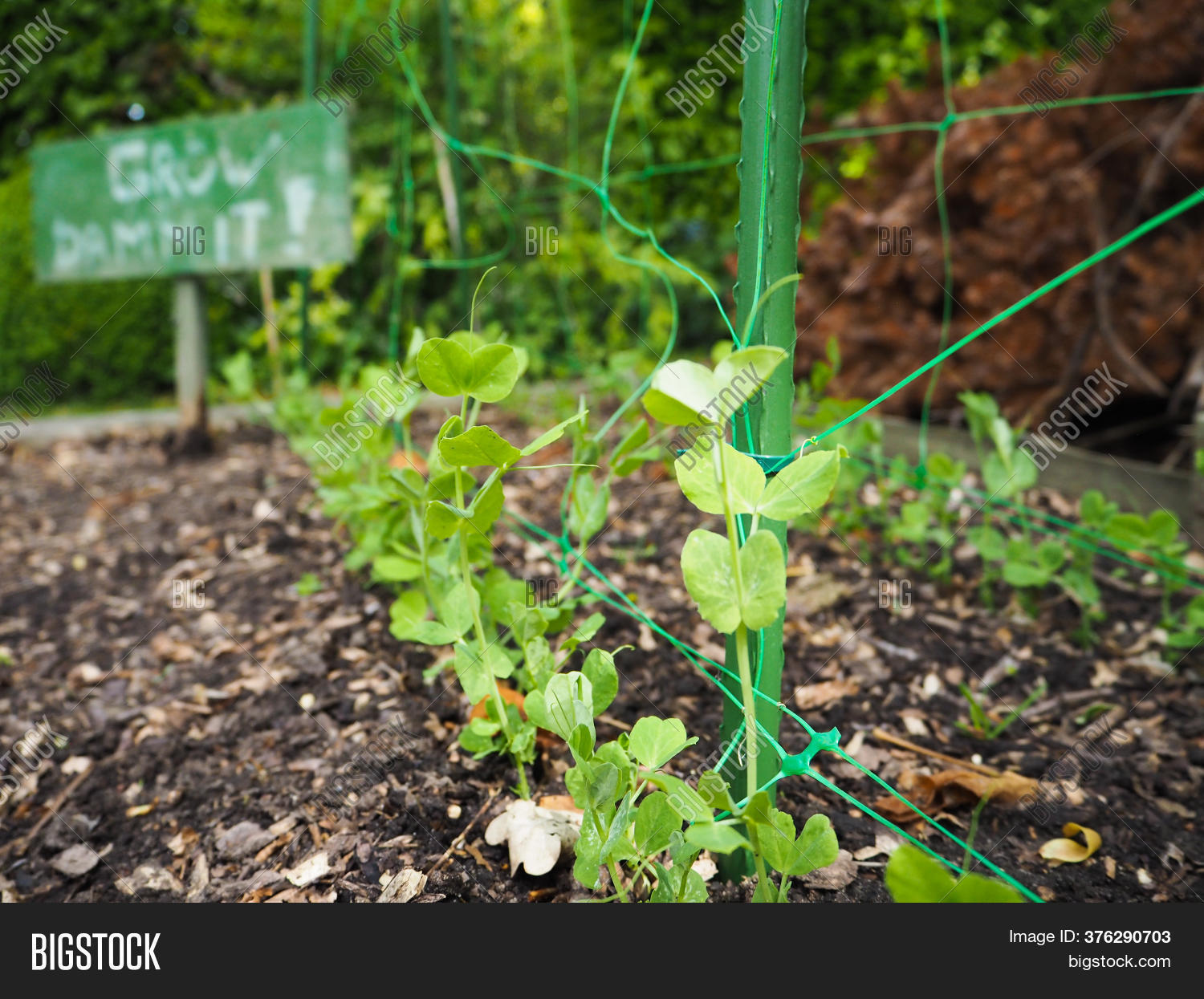 Small Pea Seedlings Image & Photo (Free Trial) | Bigstock