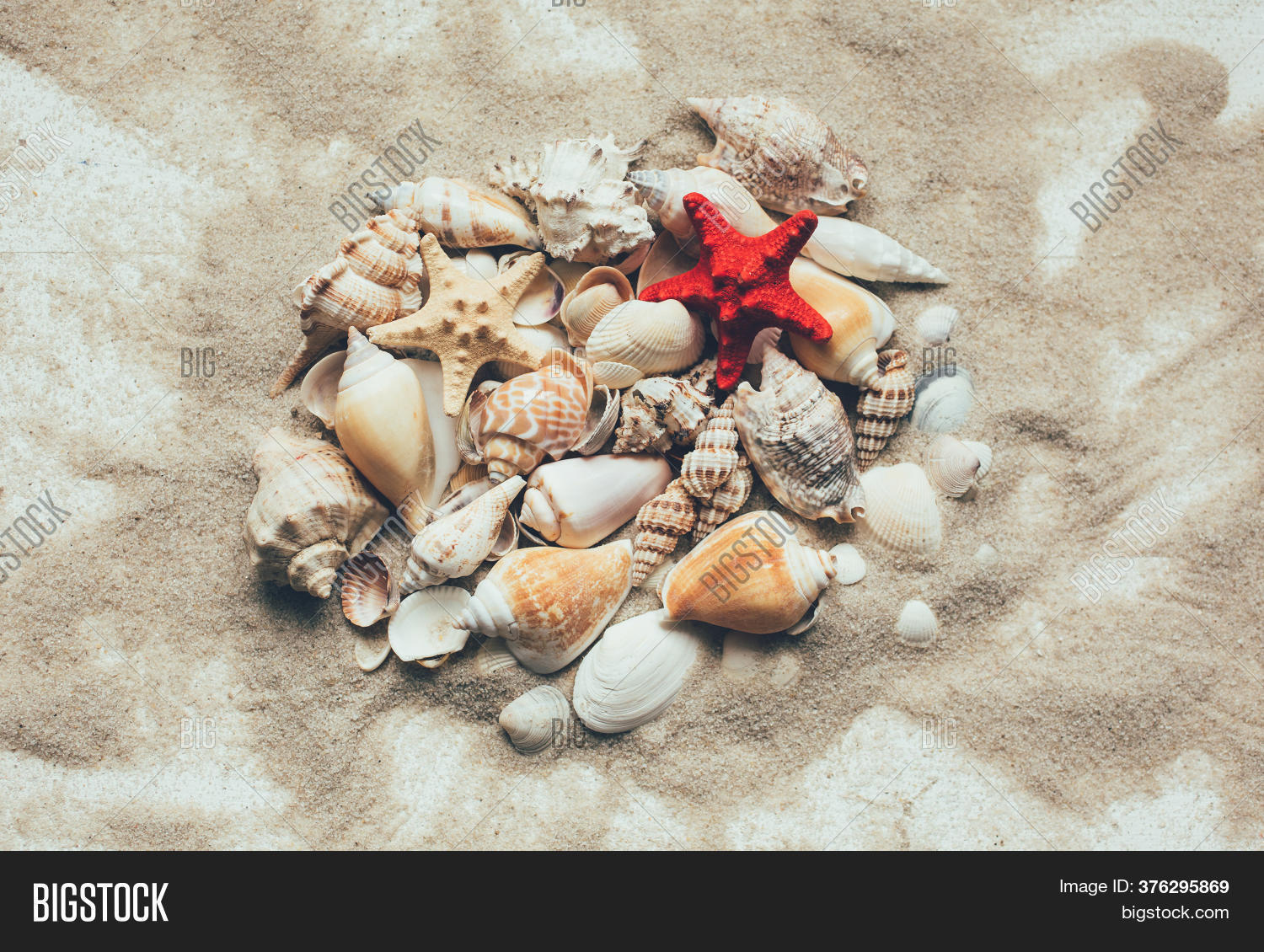 Seashells Summer Image & Photo (Free Trial) | Bigstock