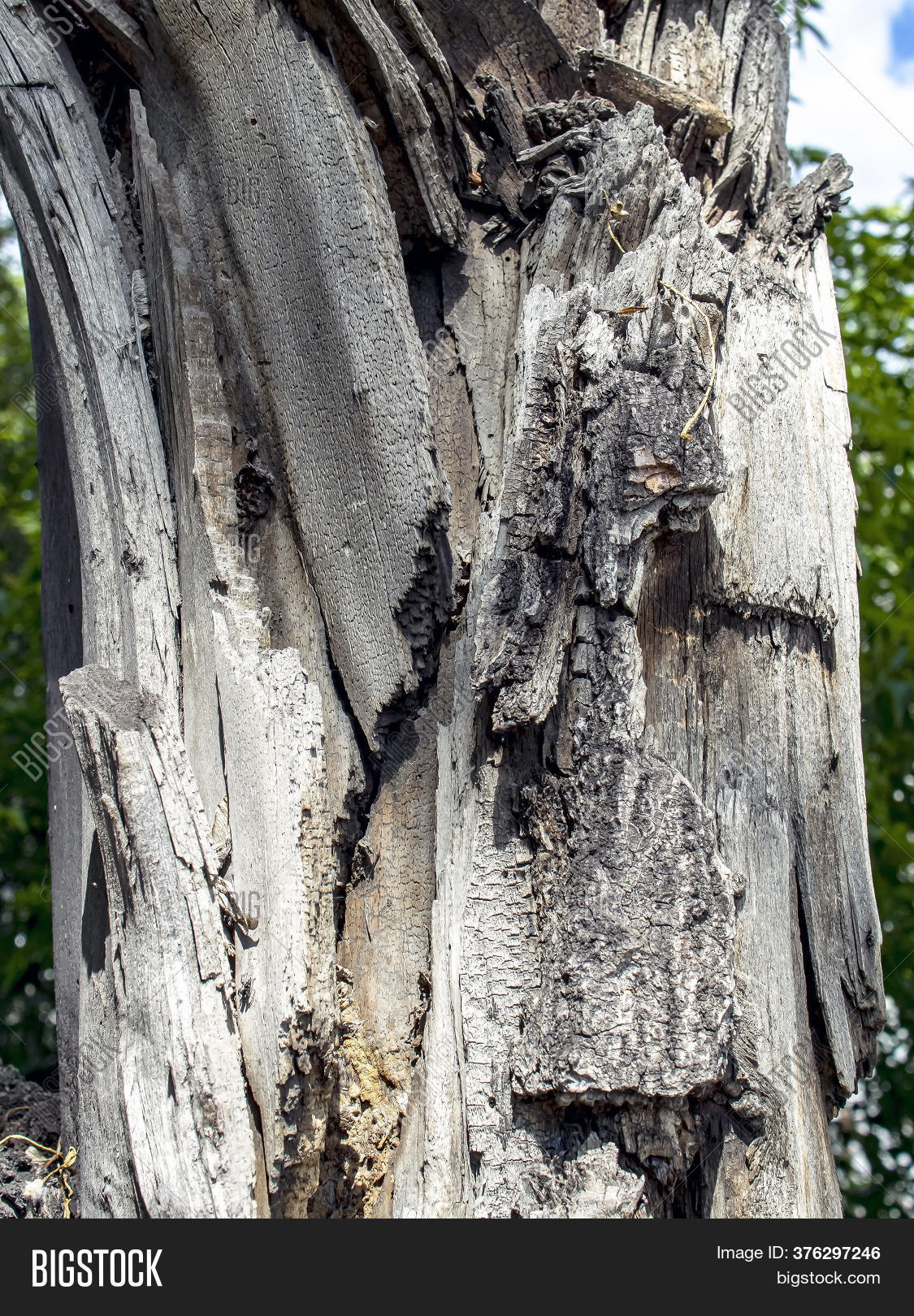 Side Surface Old Stump Image & Photo (Free Trial) | Bigstock