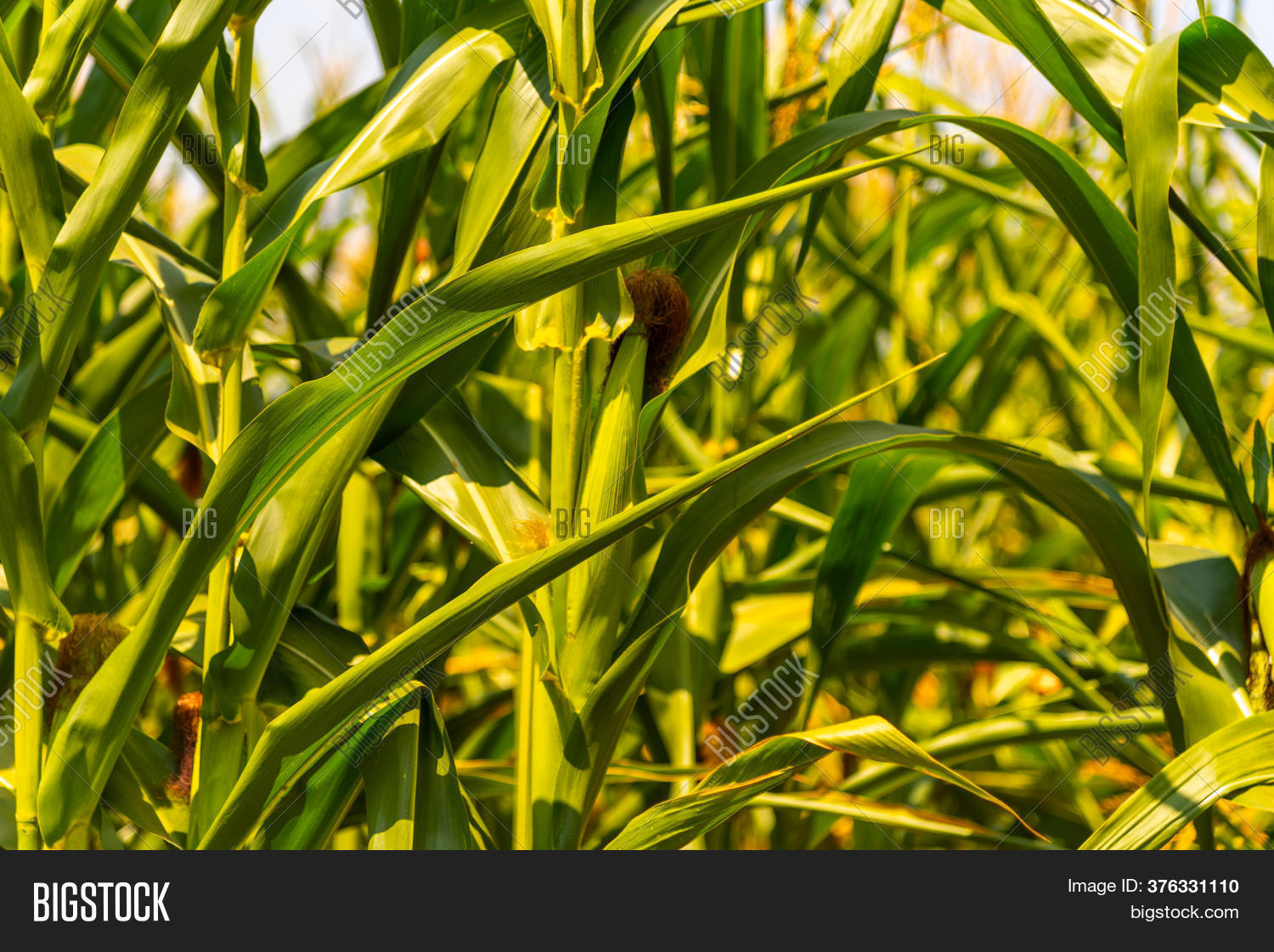 Corn Cobs Grain Image & Photo (Free Trial) | Bigstock
