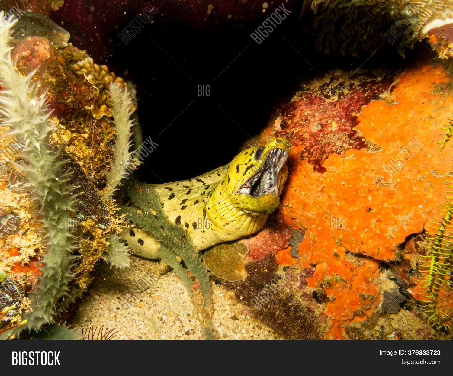 Undulated Moray Eel, Image & Photo (Free Trial) | Bigstock