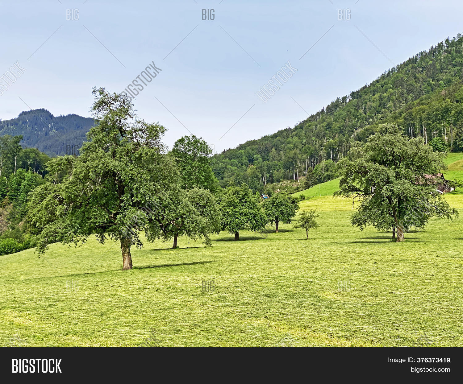 Alpine Pastures Image & Photo (Free Trial) | Bigstock
