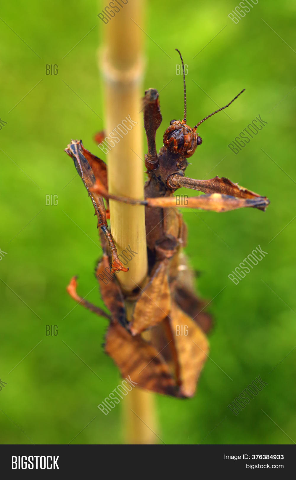 Extatosoma Tiaratum, Image & Photo (Free Trial) | Bigstock