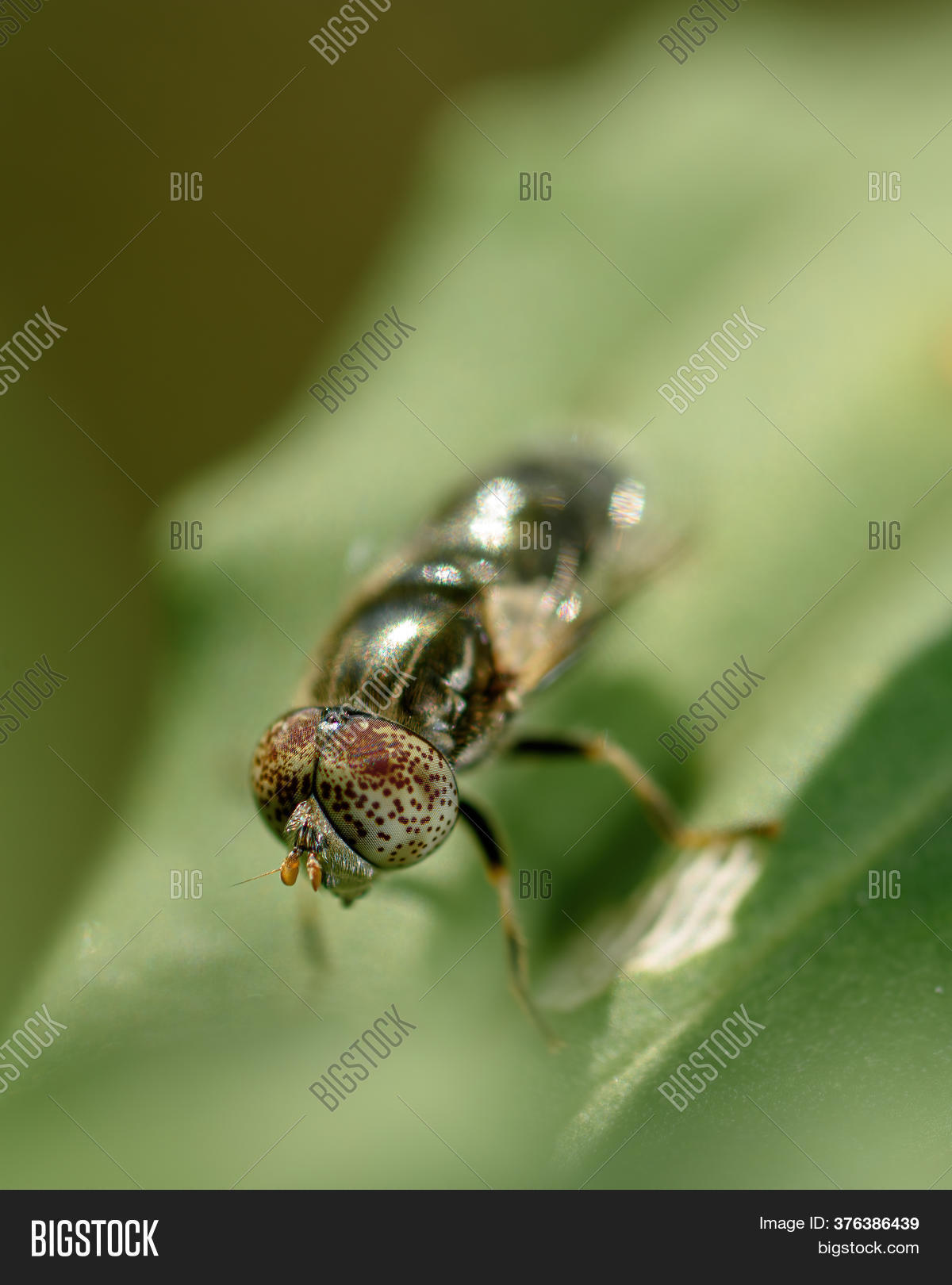 Small Fly Mottled Eyes Image & Photo (Free Trial) | Bigstock
