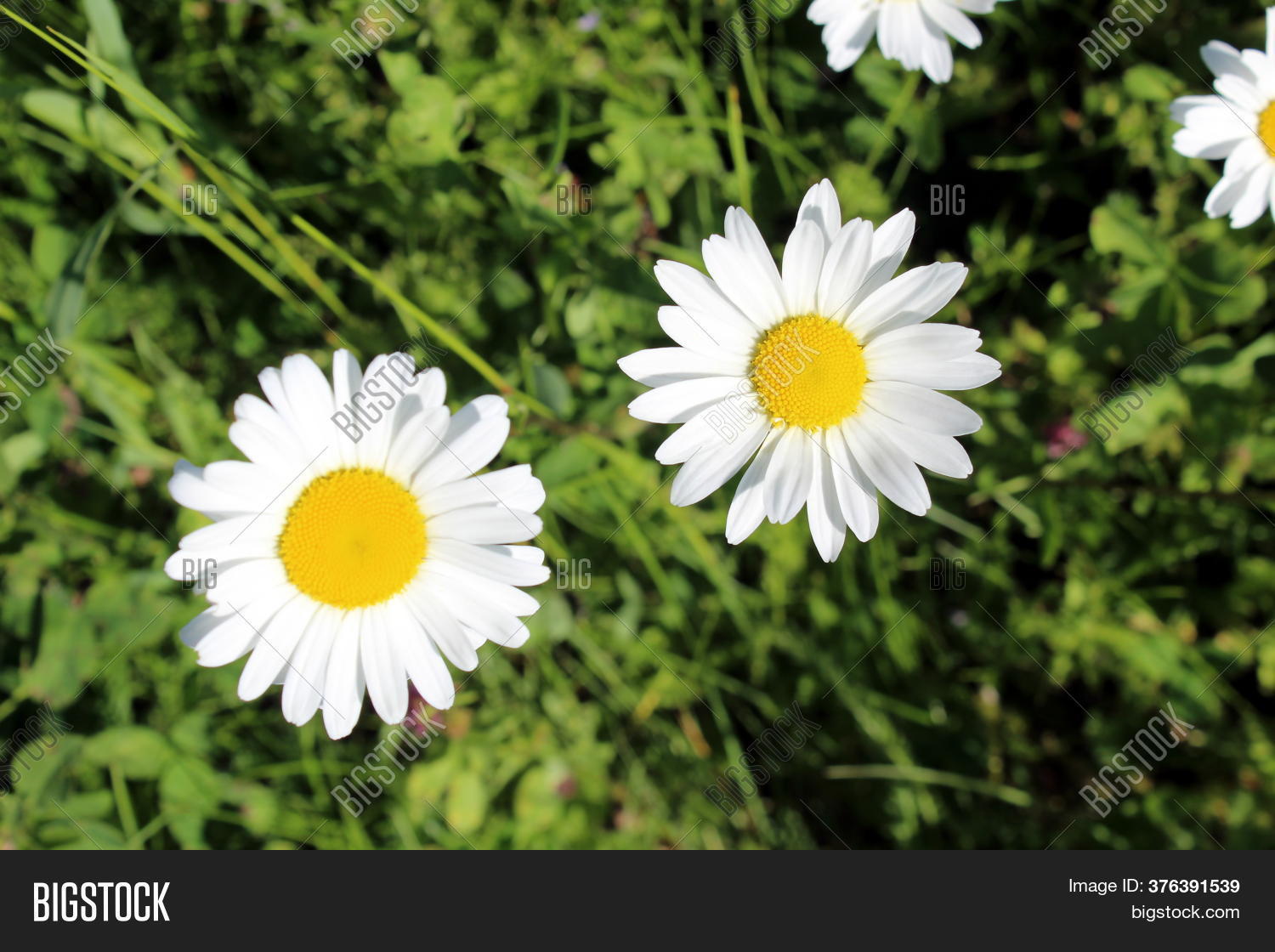 Daisies Grow Meadow Image & Photo (Free Trial) | Bigstock