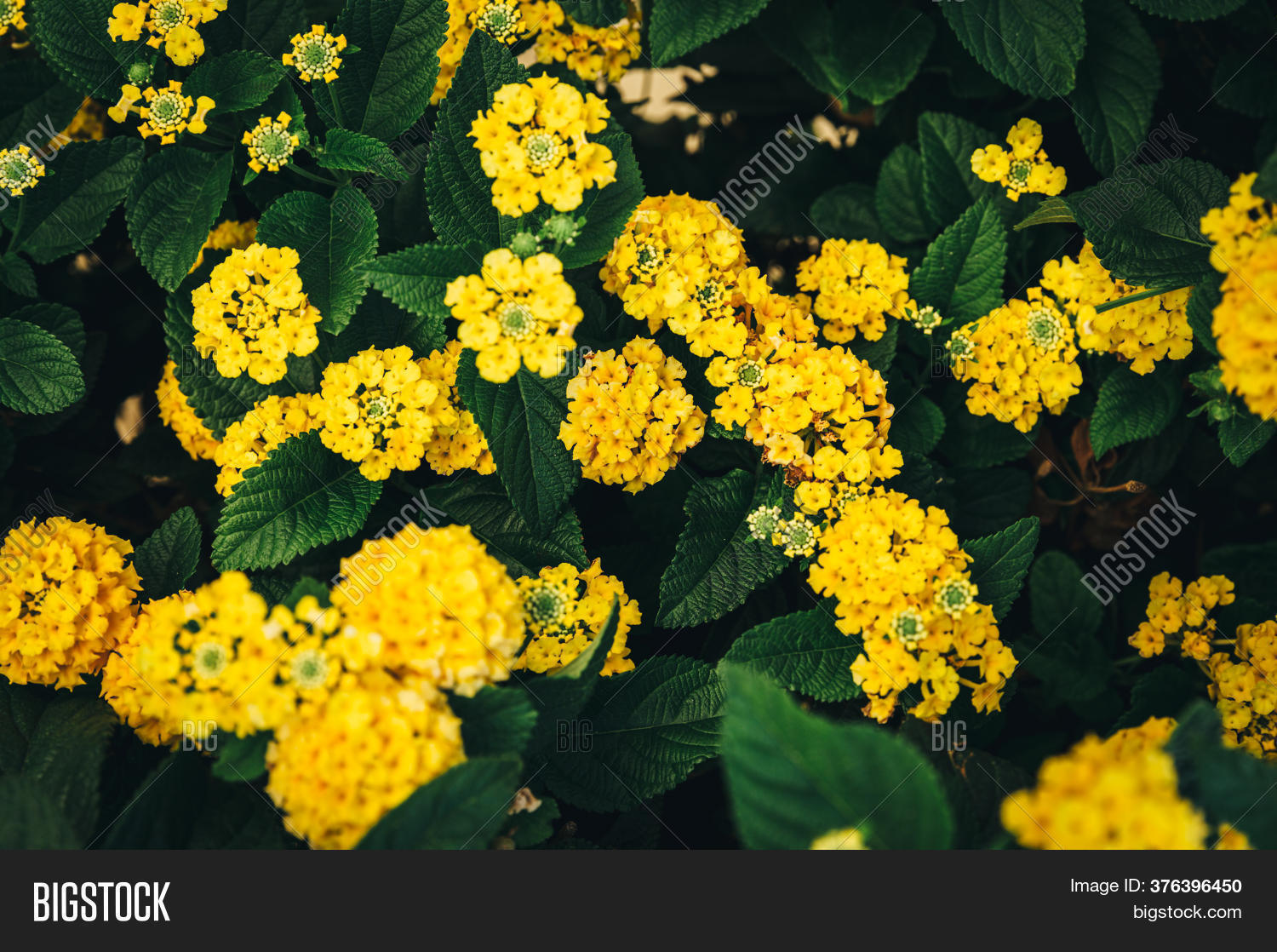 Juicy Yellow Lantana Image & Photo (Free Trial) | Bigstock