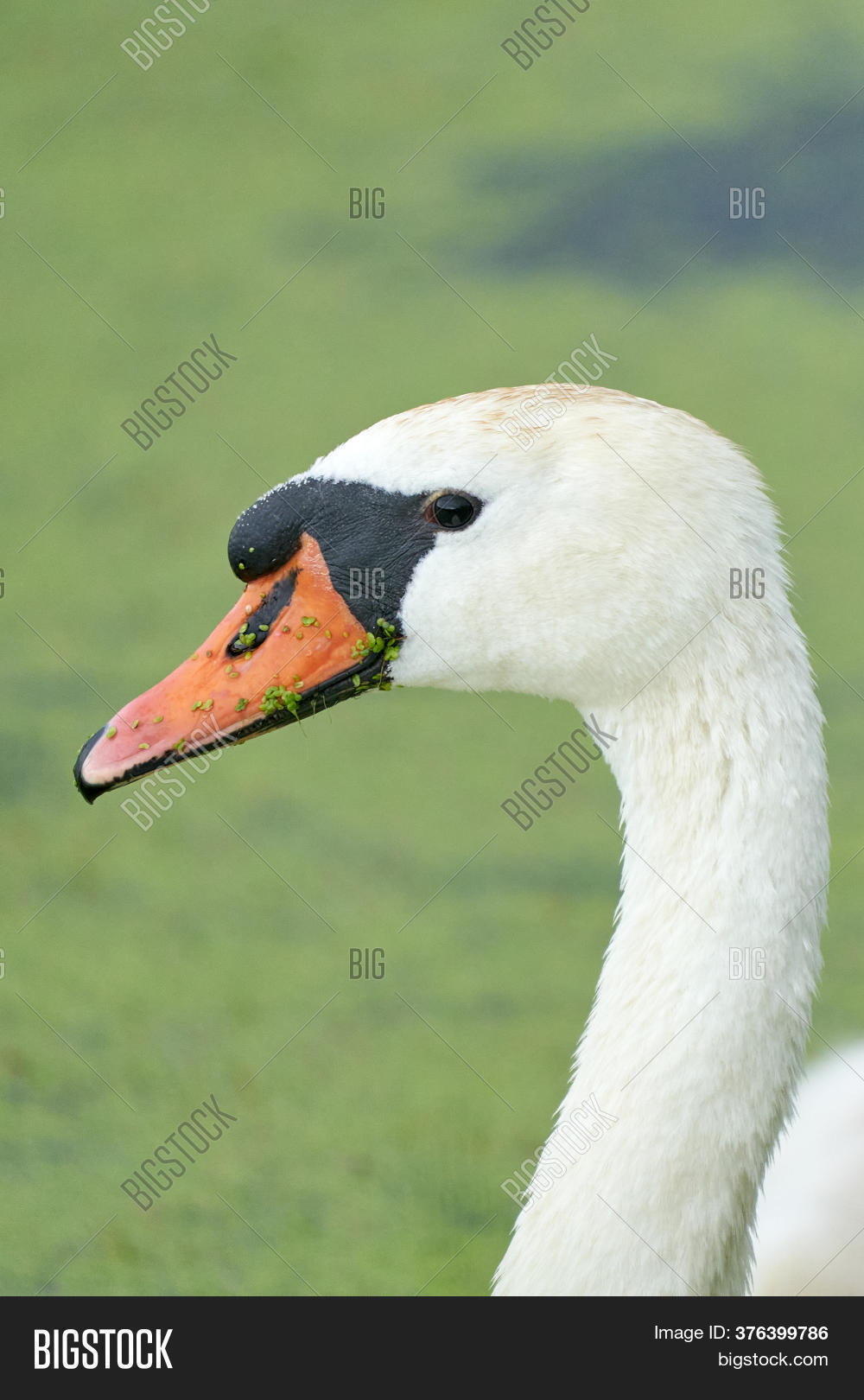 One White Swan Orange Image & Photo (Free Trial) | Bigstock