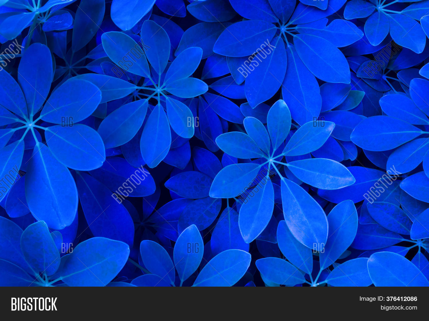 Blue Tree Leaves On Image & Photo (Free Trial) | Bigstock