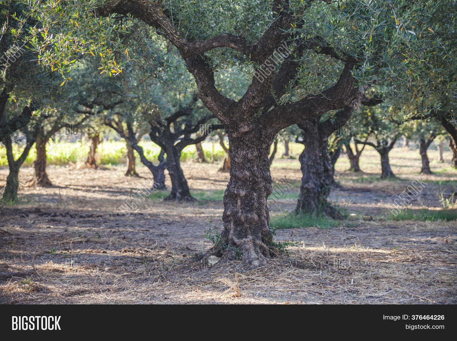 Groves Olive Trees, Image & Photo (Free Trial) | Bigstock