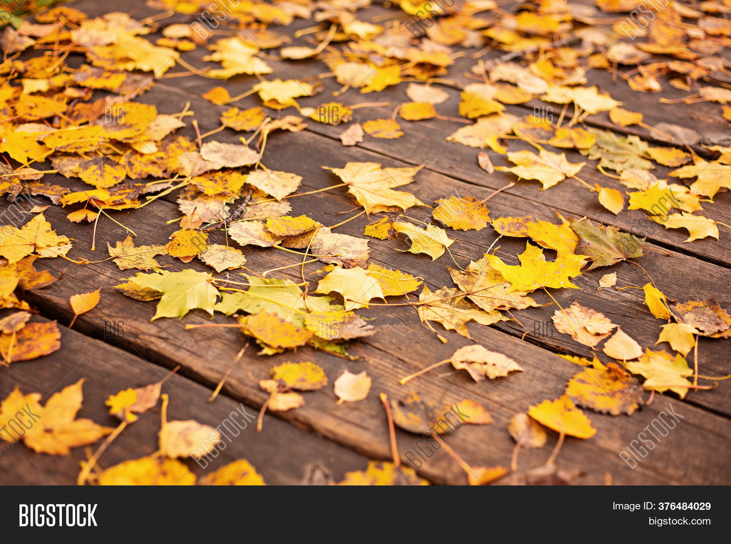 Yellow Autumn Leaves Image & Photo (Free Trial) | Bigstock