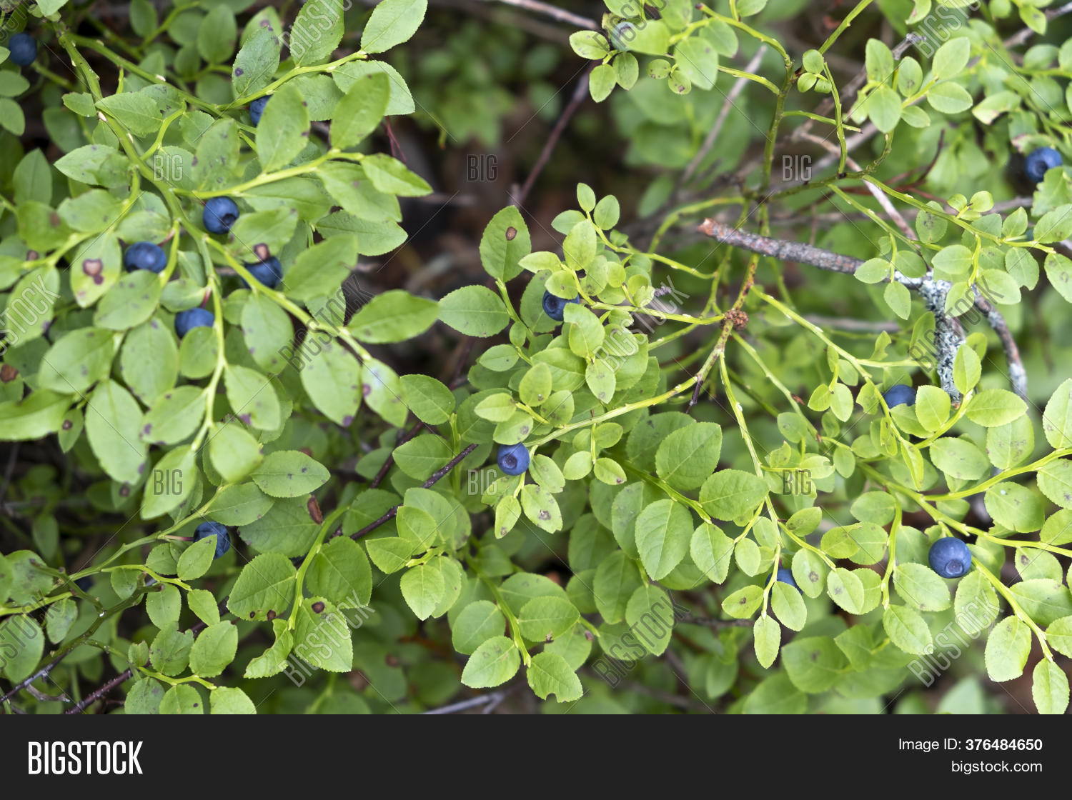 Bush Ripe Bilberry Image & Photo (Free Trial) | Bigstock