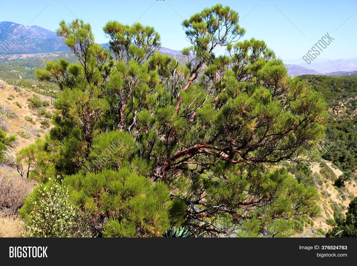 Lush Chaparral Plant Image & Photo (Free Trial) | Bigstock