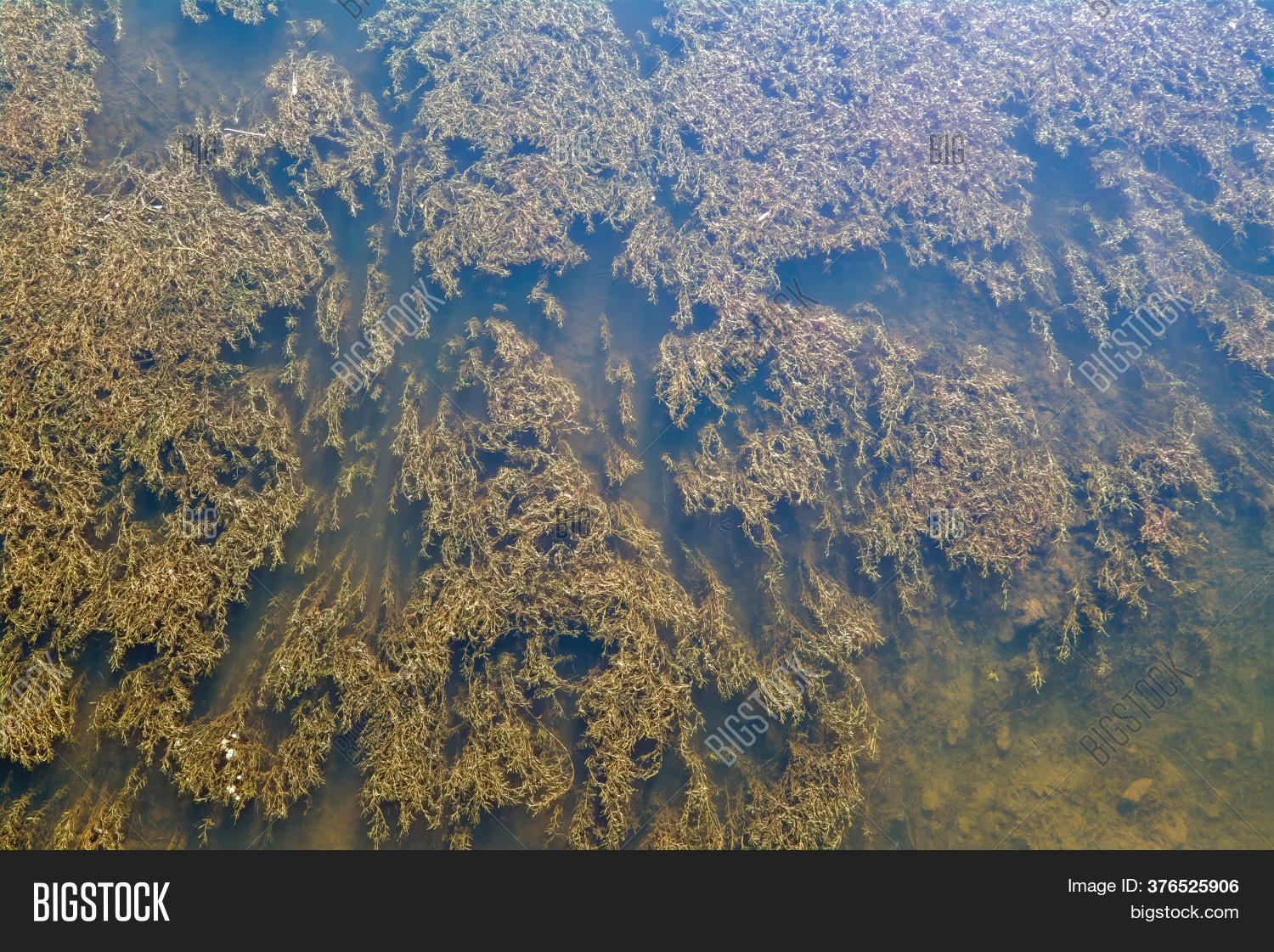 Algae River Top View Image & Photo (Free Trial) | Bigstock