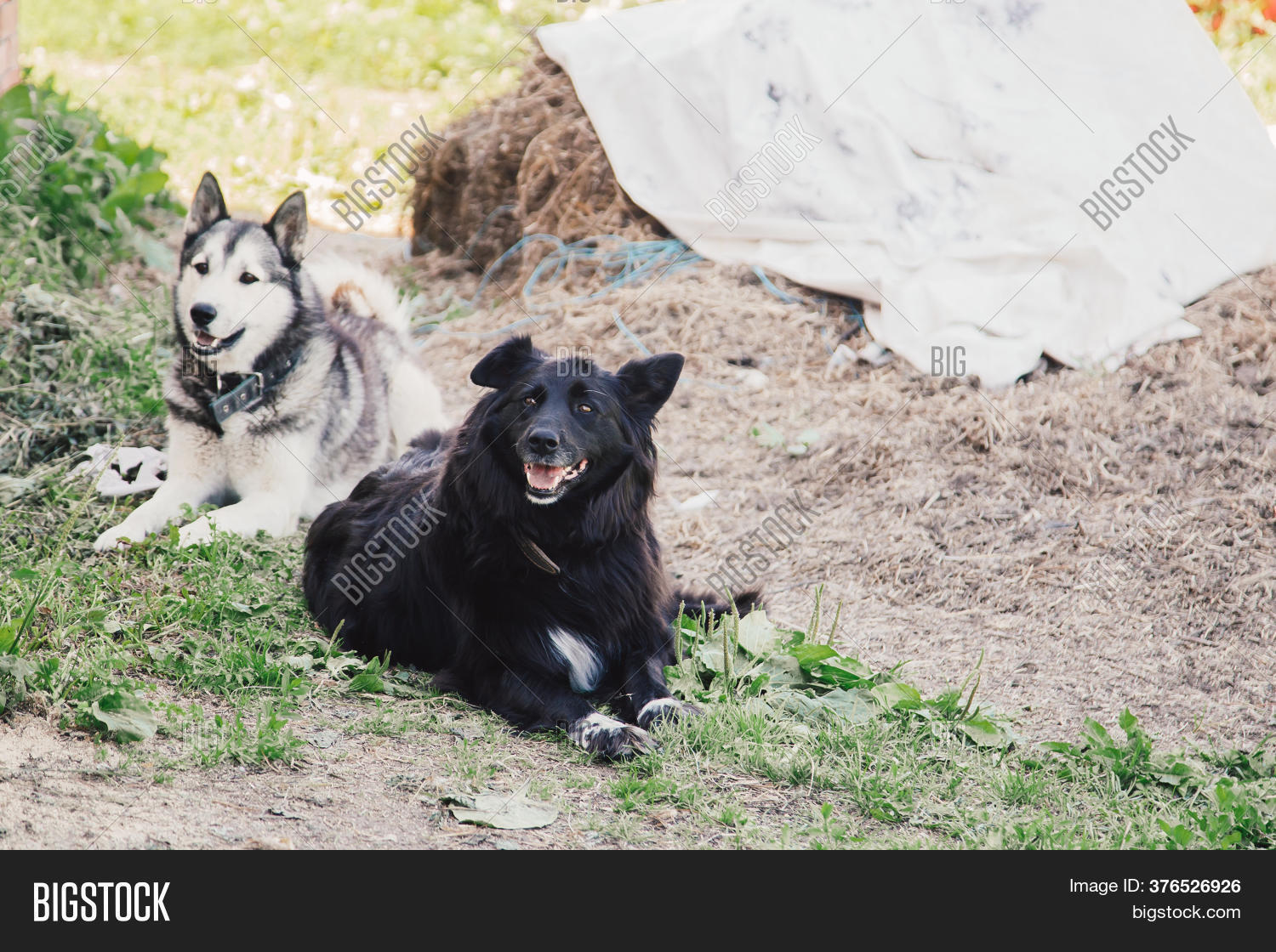 Dog On Farm. Dogs Rest Image & Photo (Free Trial) | Bigstock