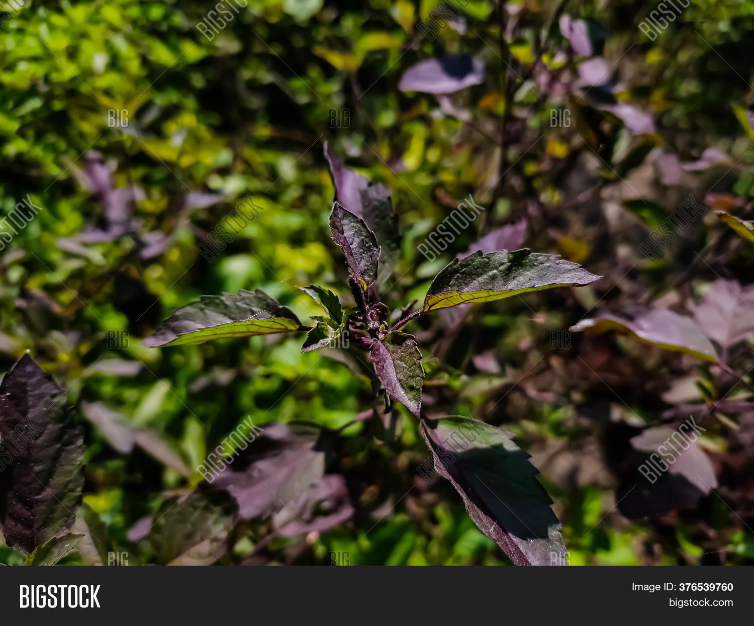 Ocimum Tenuiflorum Image & Photo (Free Trial) | Bigstock