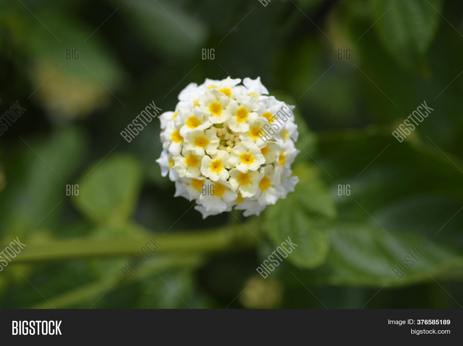 Shrub Verbena Flower Image & Photo (Free Trial) | Bigstock