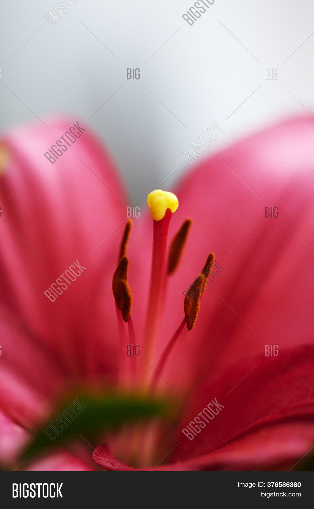 Big Pistil Stamens Image & Photo (Free Trial) | Bigstock