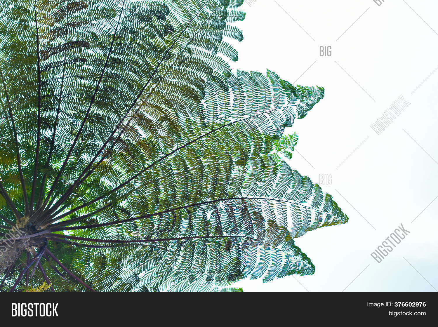 Many Giant Fern Trees Image & Photo (Free Trial) | Bigstock