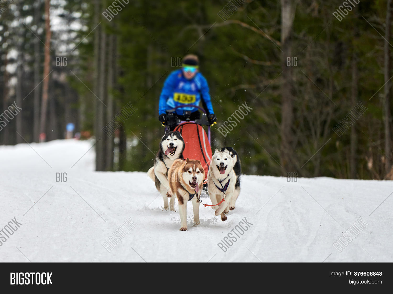 Husky Sled Dog Racing Image & Photo (Free Trial) | Bigstock