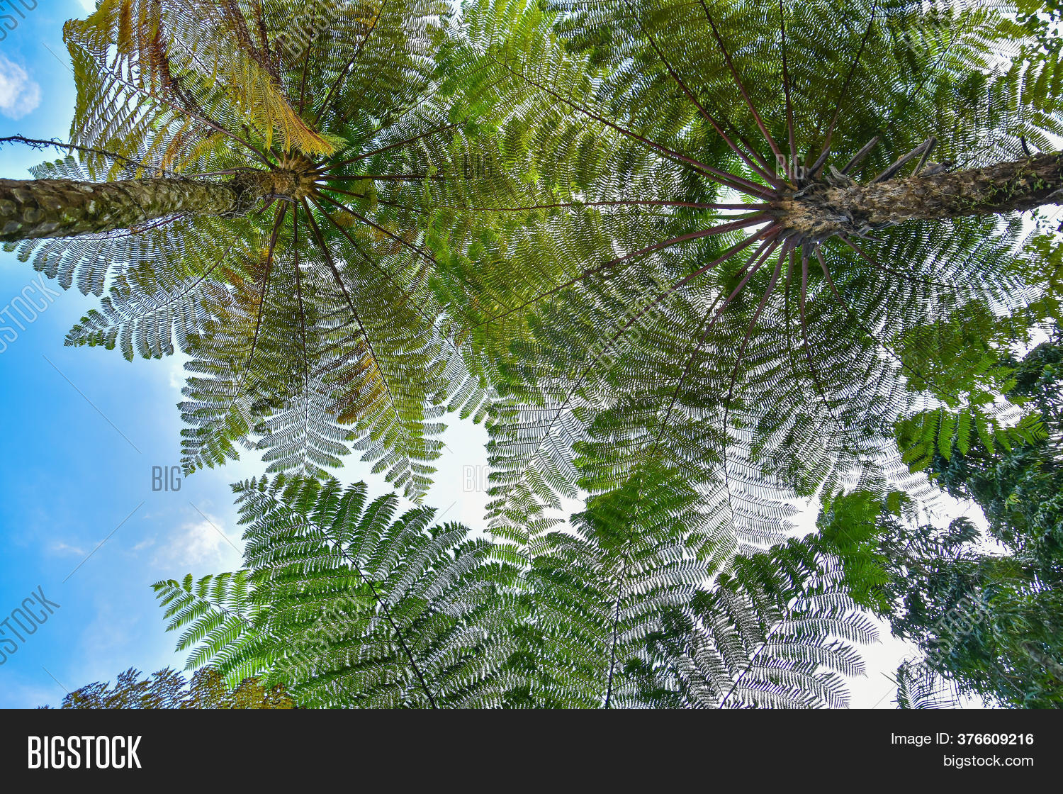 Many Giant Fern Trees Image & Photo (Free Trial) | Bigstock