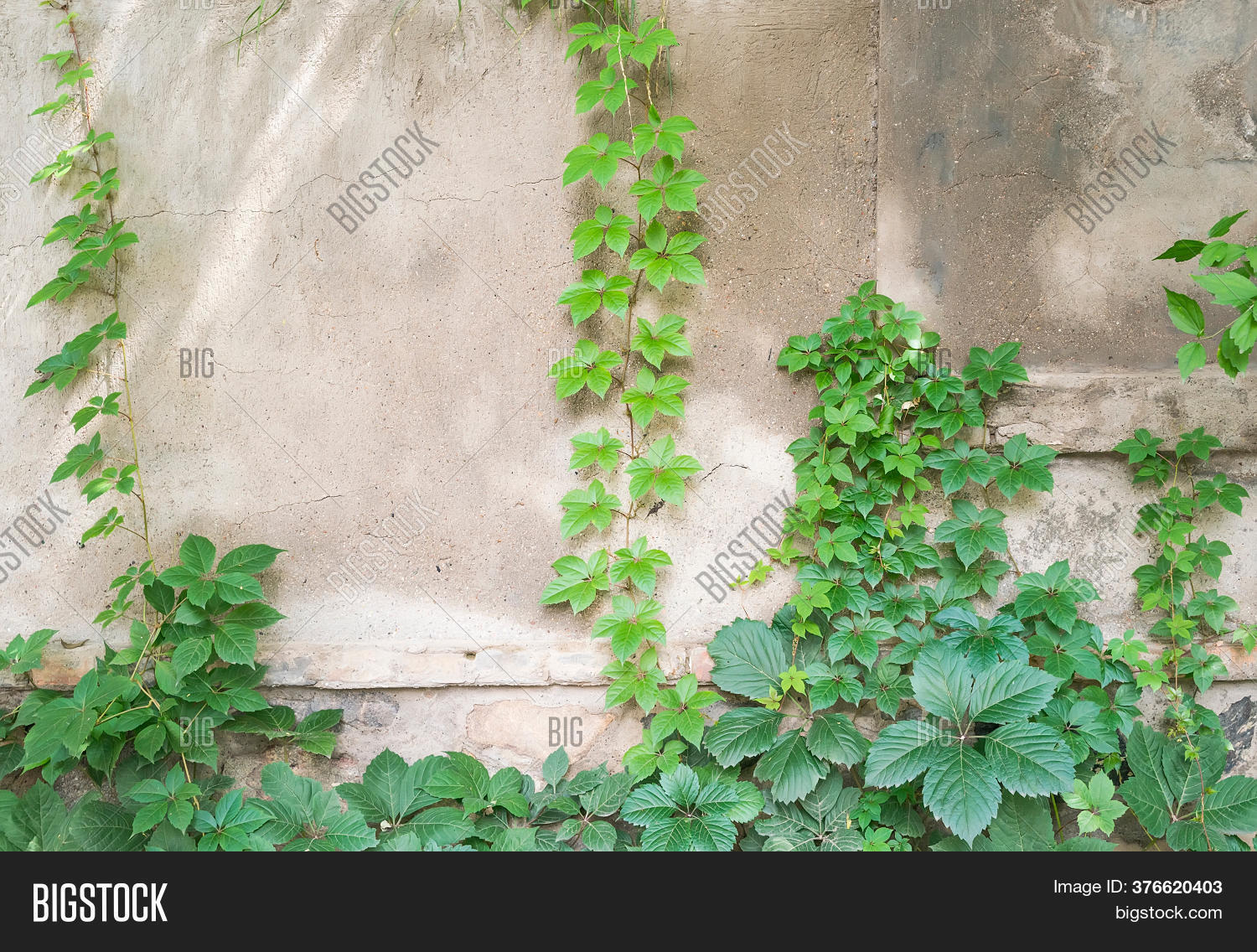 Ivy Creeper Colorful Image & Photo (Free Trial) | Bigstock