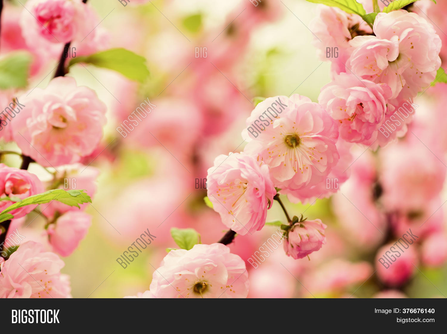 You Beautiful. Sakura Image & Photo (Free Trial) | Bigstock