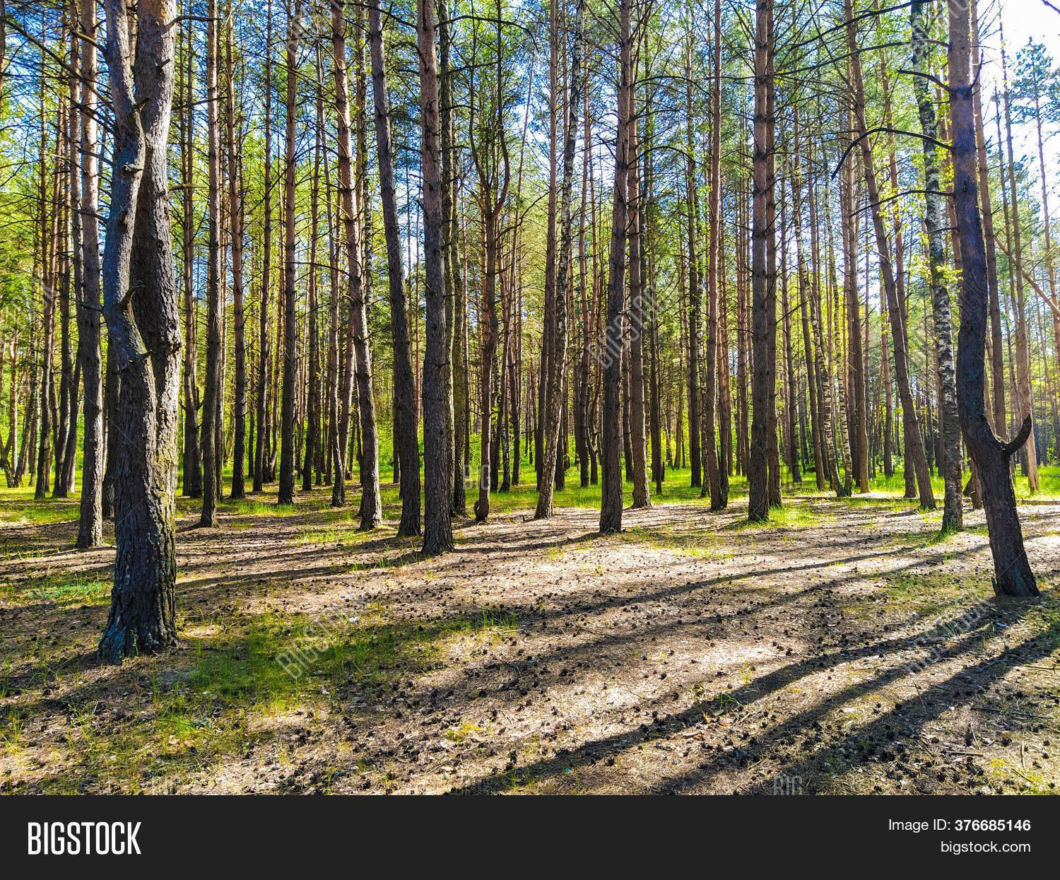 Image Summer Forest Image & Photo (Free Trial) | Bigstock
