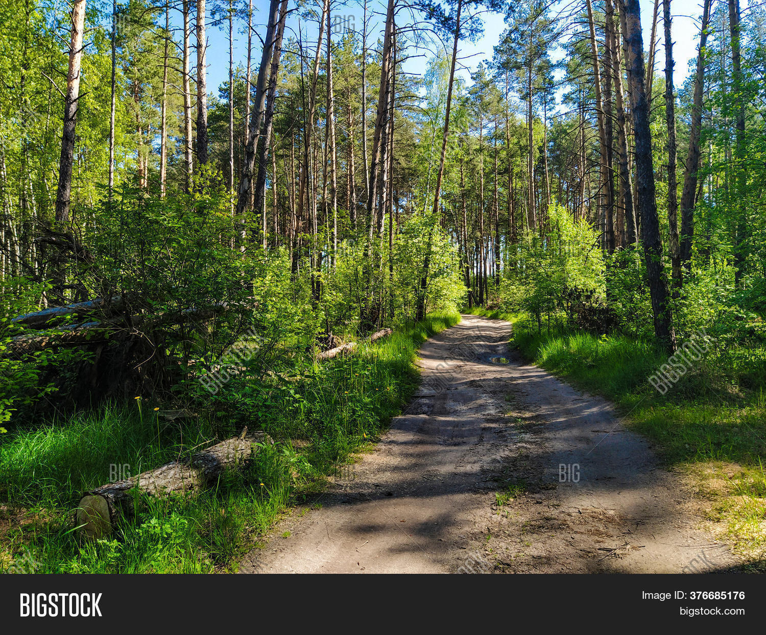 Image Summer Forest Image & Photo (Free Trial) | Bigstock