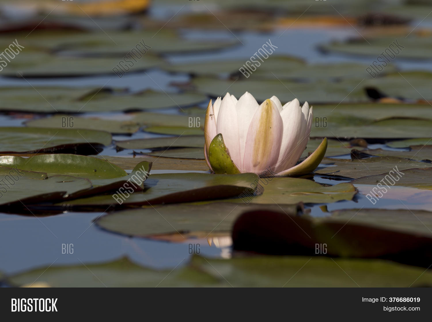 Single Water Lily Image & Photo (Free Trial) | Bigstock