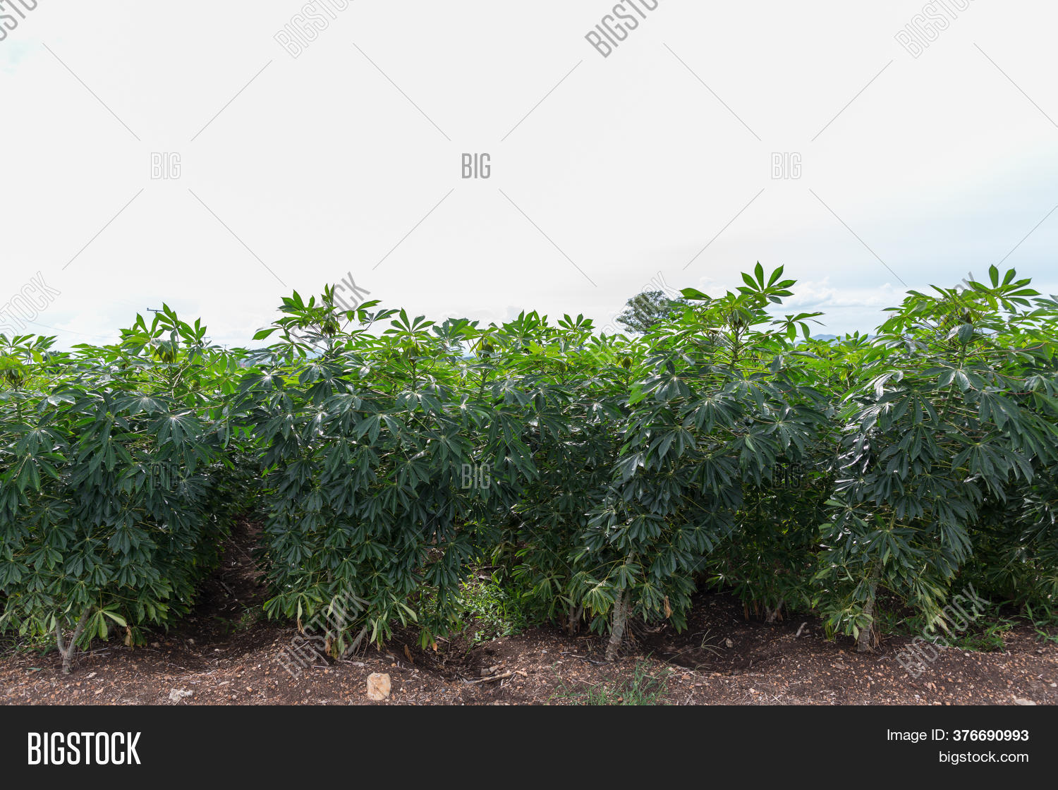 Cassava Plantation Image & Photo (Free Trial) | Bigstock