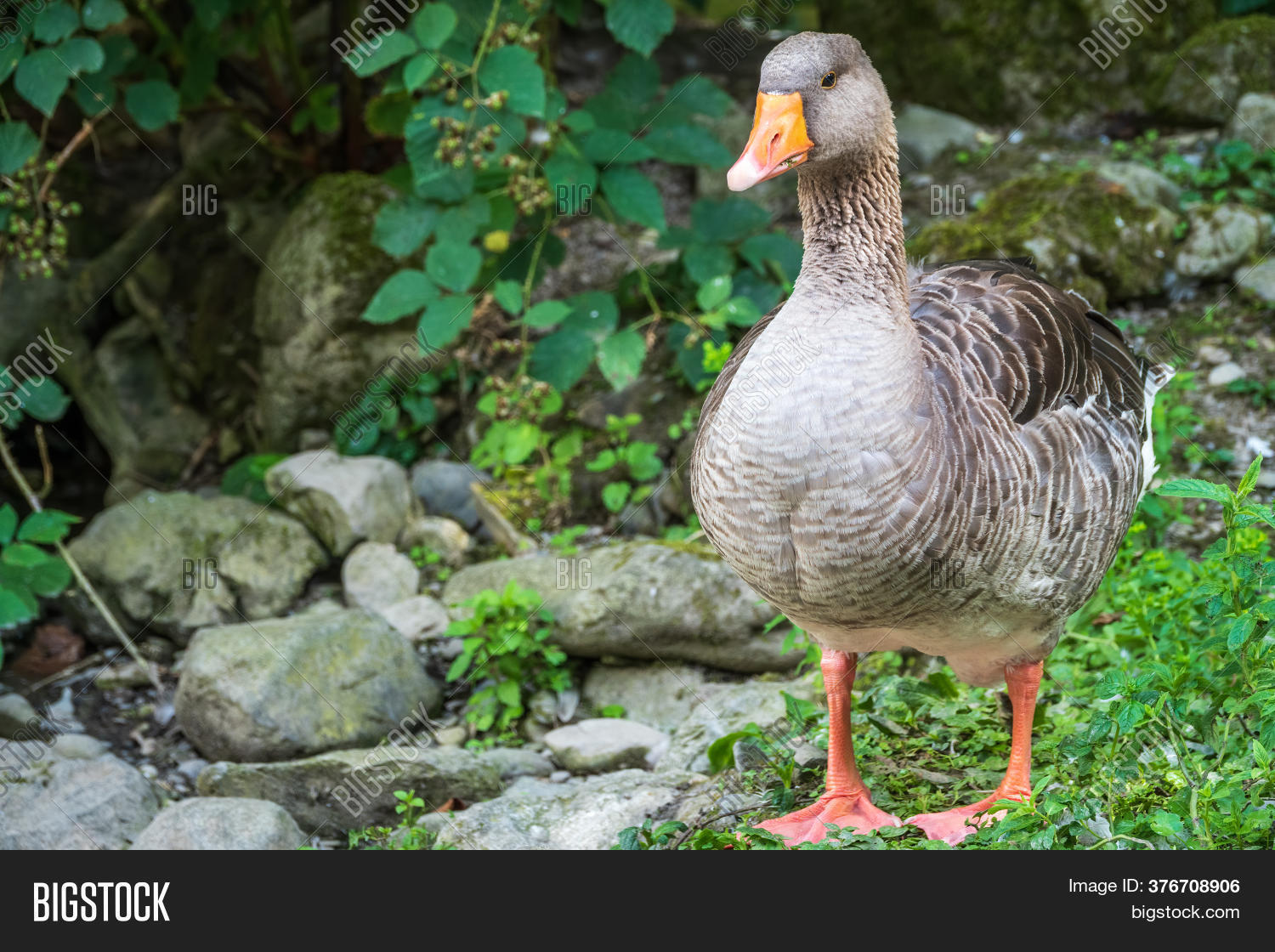 Wild Greylag Goose Image & Photo (Free Trial) | Bigstock
