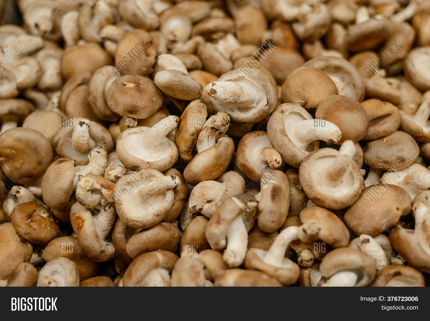 Fresh Shiitake Image & Photo (Free Trial) | Bigstock