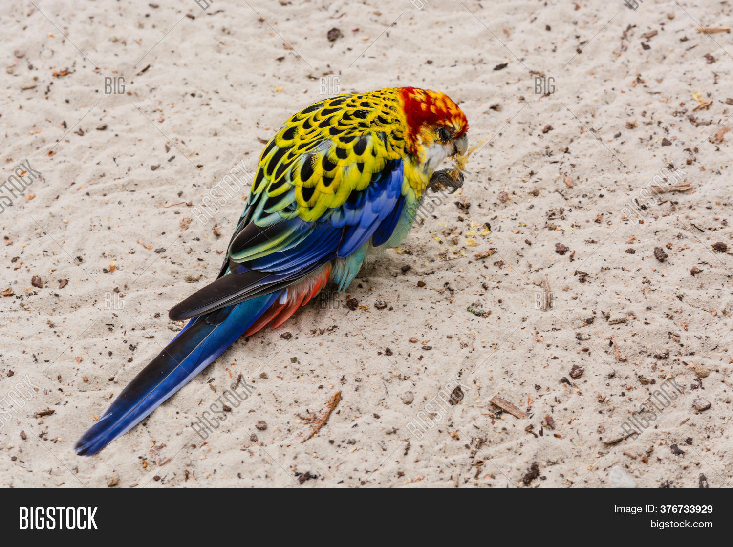Colorful Parakeet Image & Photo (Free Trial) | Bigstock