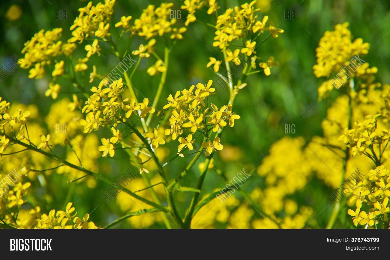 Barbarea Vulgaris Image & Photo (Free Trial) | Bigstock