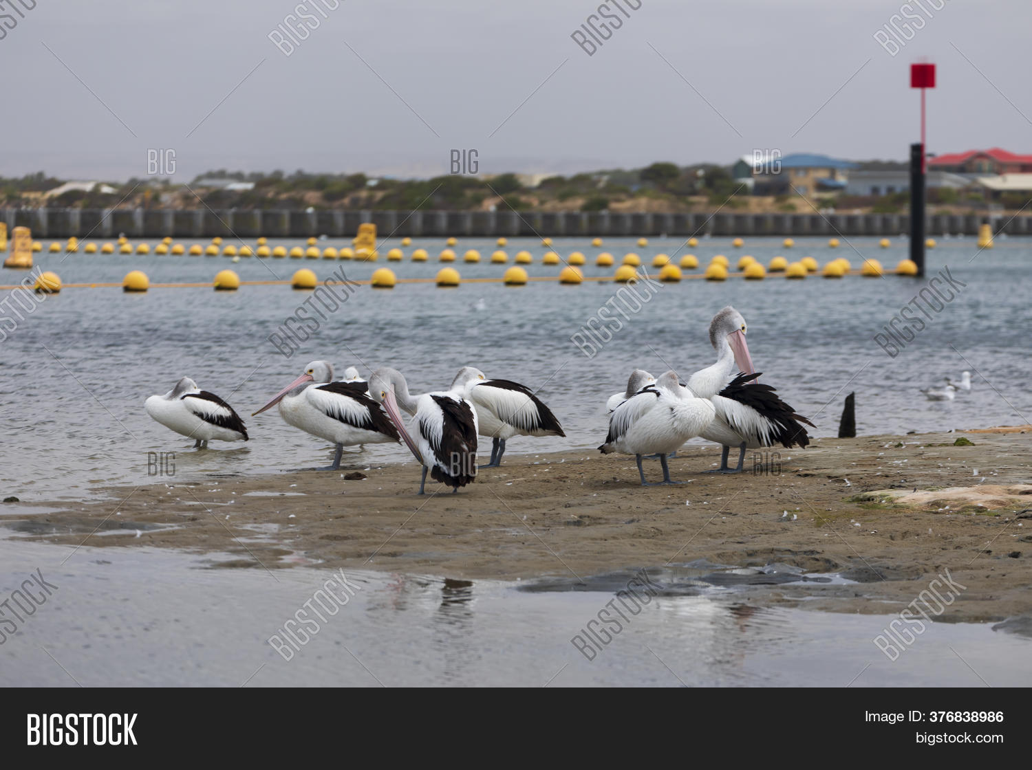 Flock Pelicans Sitting Image & Photo (Free Trial) | Bigstock
