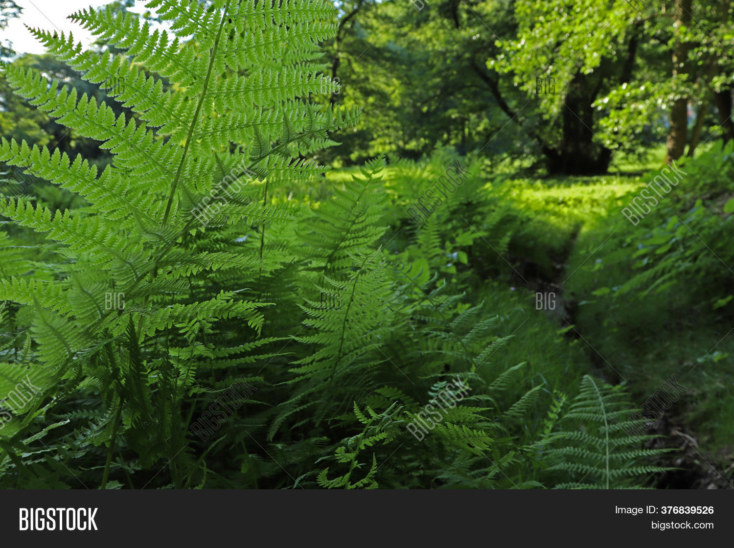 Ferns On Edge Meadow Image & Photo (Free Trial) | Bigstock