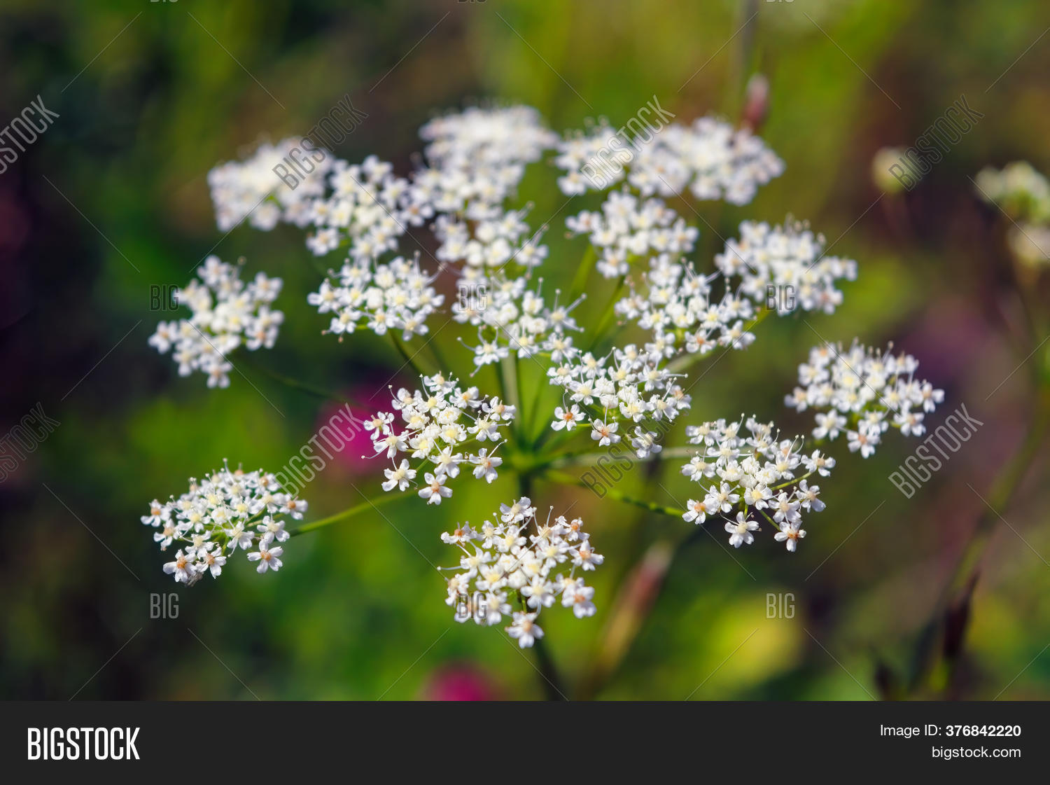 Close- Hemlock Flower Image & Photo (Free Trial) | Bigstock