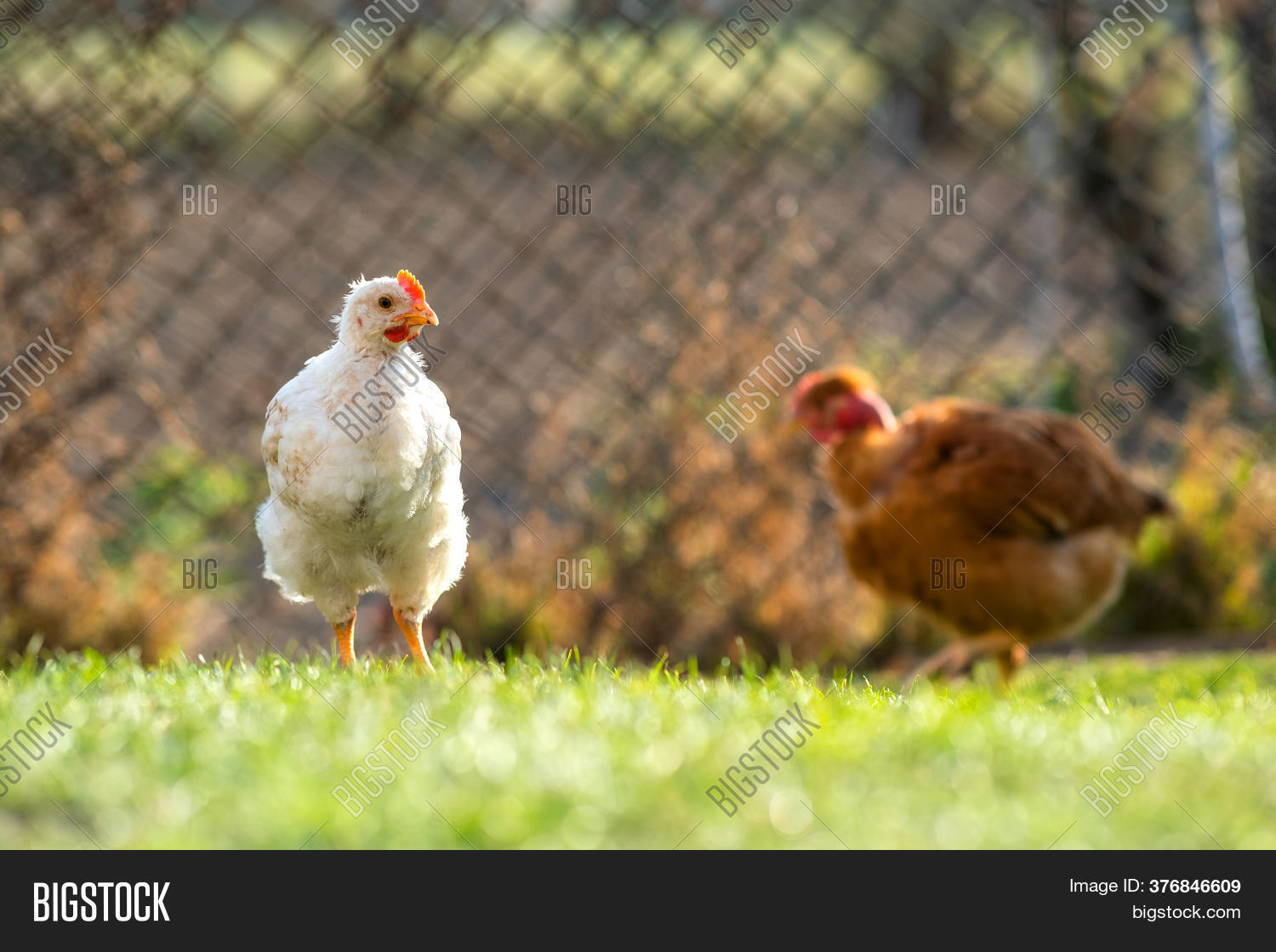 Hen Feed On Image & Photo (Free Trial) | Bigstock