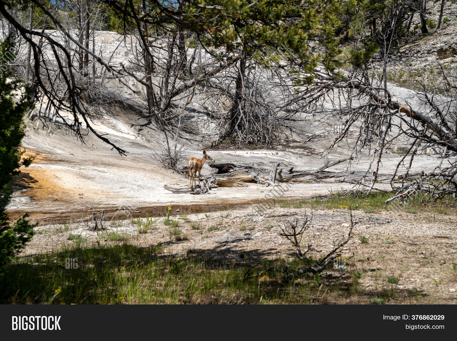 Deer Explores Mammoth Image & Photo (Free Trial) | Bigstock